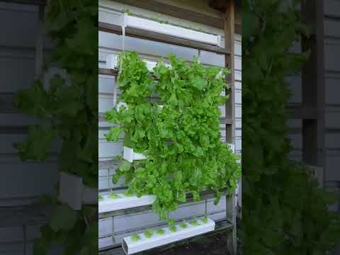 Easiest Garden Daily Update Day 4 DIY Hydroponics