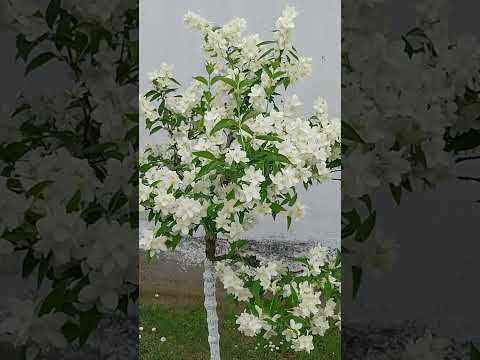 Parfum de IASOMIE ❤️🌸 #iasomie #gradina #garden
