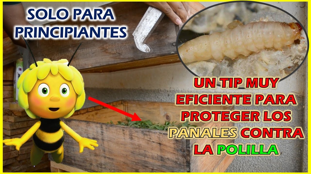 ✔️COMO PROTEGER LAS CERAS CONTRA LA POLILLA 🐝 | ESTO FUNCIONA MUY BIEN 😲🙉