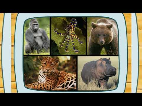 Go Diego Go Fierce Animals