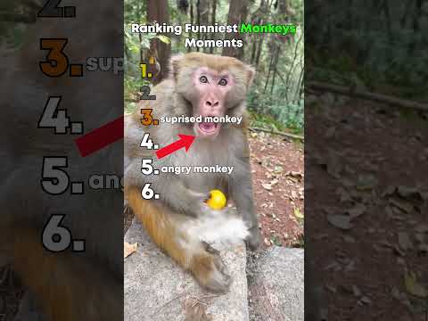 Ranking Funniest Monkeys 🐒