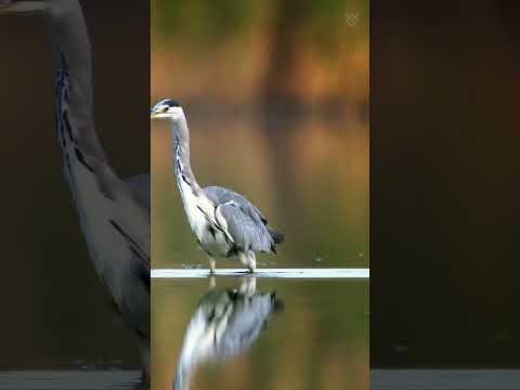 Grey heron #bird #birdphotography #birdlovers #birds #birdwatching #wild #wildlife #wildanimals