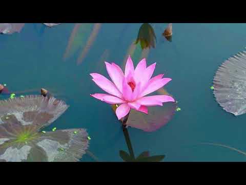 The Dhammapada: 204 - Health Is Paramount