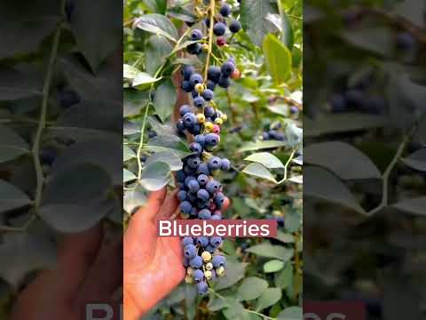 Plant A Blueberry Seeding Onece And Enjoy The Fruit #satisfying #shortsvideo