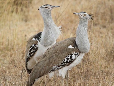 Kori Bustard || Bustard Chapter - 14 || The Rup