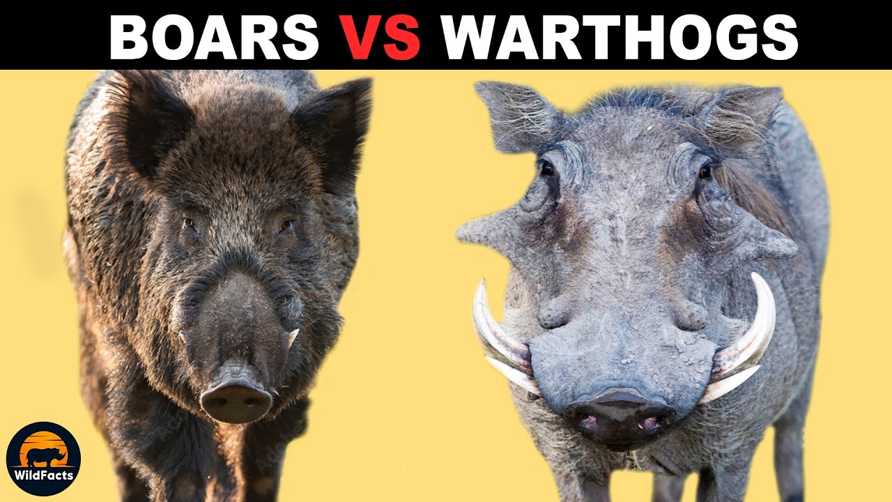 What Is The Difference Between Boars and Warthogs?