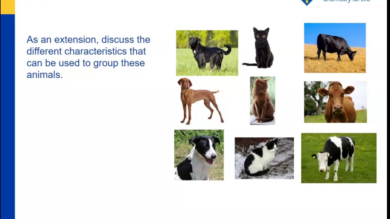 Second Grade Lesson 1.1 Classifying Objects Based on Their Observable Properties