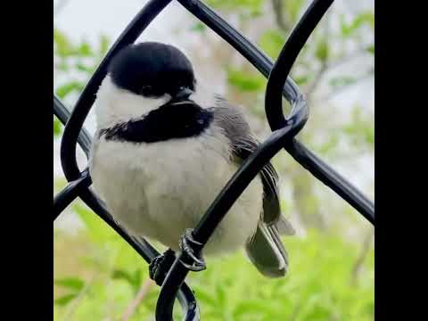 How to Identify Black-capped Chickadee by it’s Song and Call