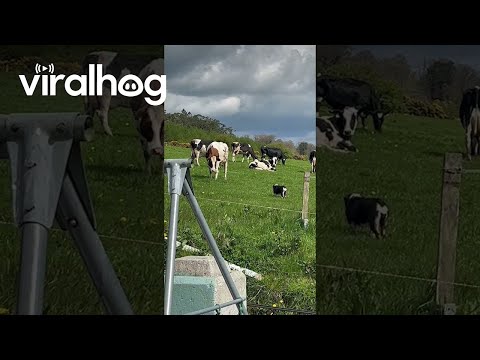 Lola Wants To Join the Cows || ViralHog