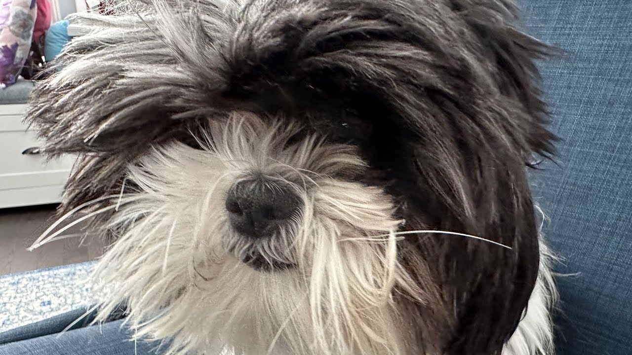 Shih Tzu Rescue Dog Gets Groomed | Teddy Bear Haircut