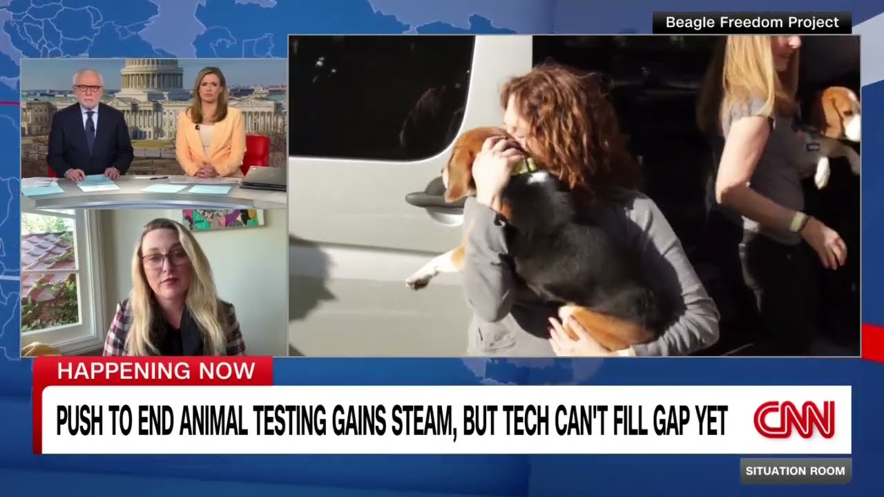 Ridglan Farms and Animal Testing | BFP’s Shannon Keith on CNN’s The Situation Room