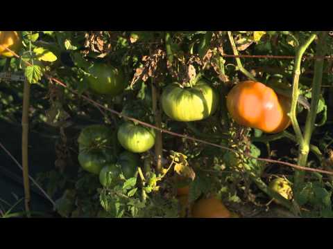 Market - What is Organic?