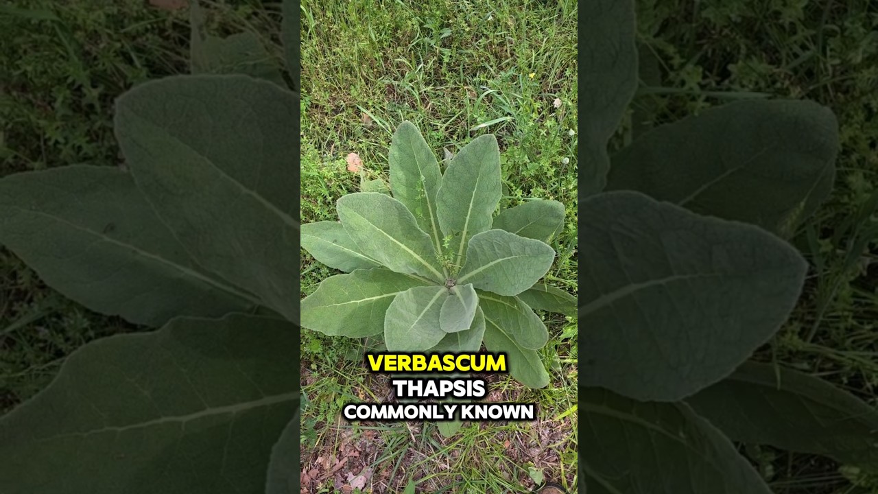 How to identify Mullein