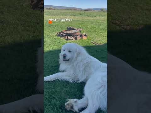 Most Underrated Guard Dog Breeds