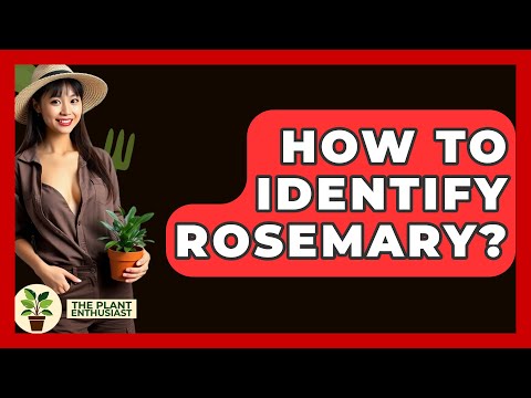 How To Identify Rosemary? - The Plant Enthusiast