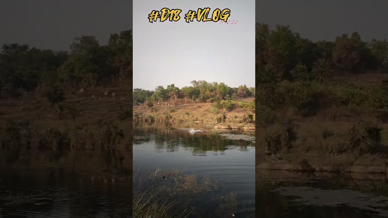 my Labrador time swimming #dm18 #d84 #jadugoda #viral #labrador #shorts