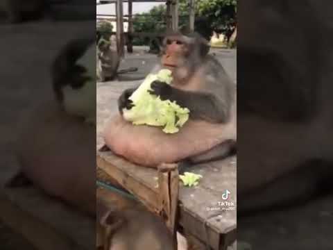 Steam Community :: Video :: NFT- Yo soy orgullosamente mexicano