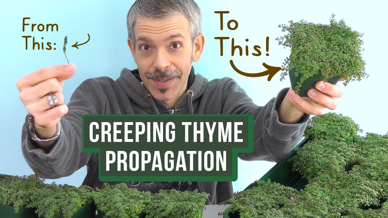 Growing Creeping Thyme: How to Propagate from Cuttings (Simple & Easy)