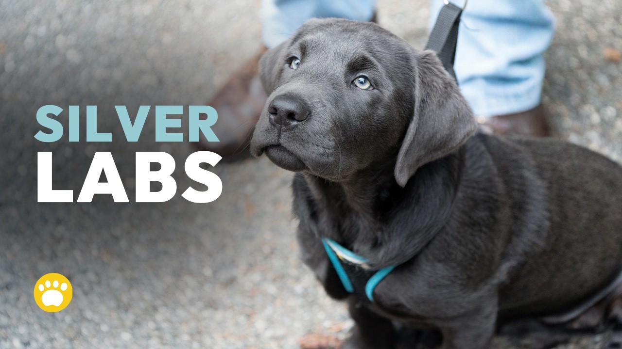 Silver Labrador Retrievers: What You Need to Know