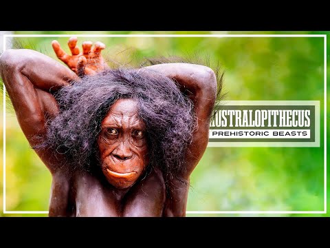 Australopithecus: A Crucial Evolutionary Link