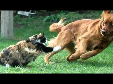 spanish name for cat