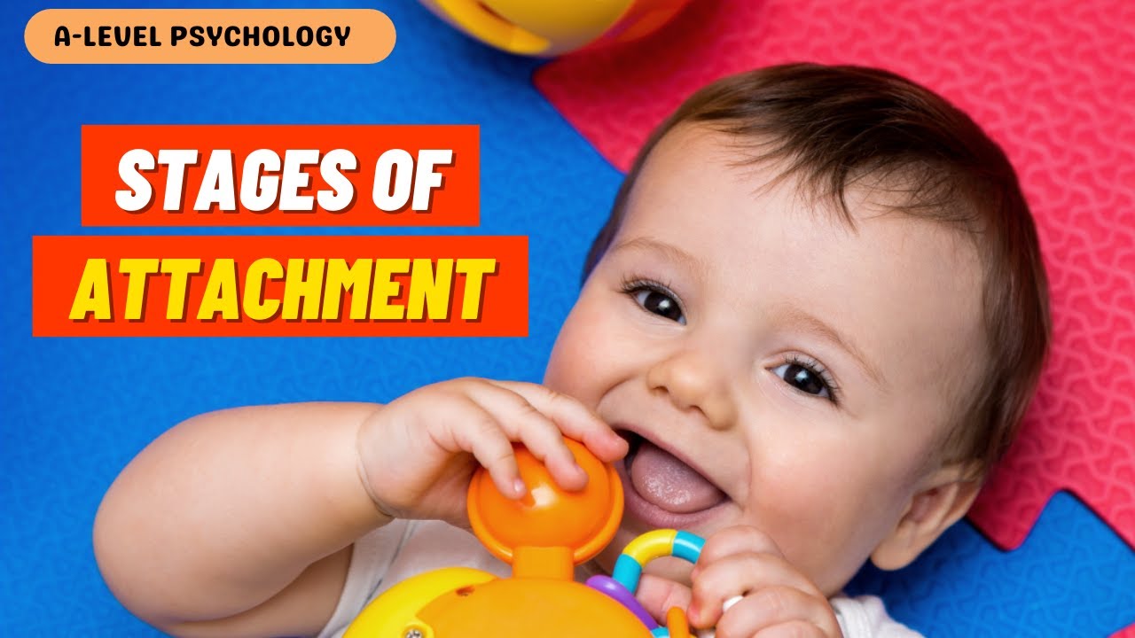 Stages of Attachment | Schaffer & Emerson | AQA Psychology