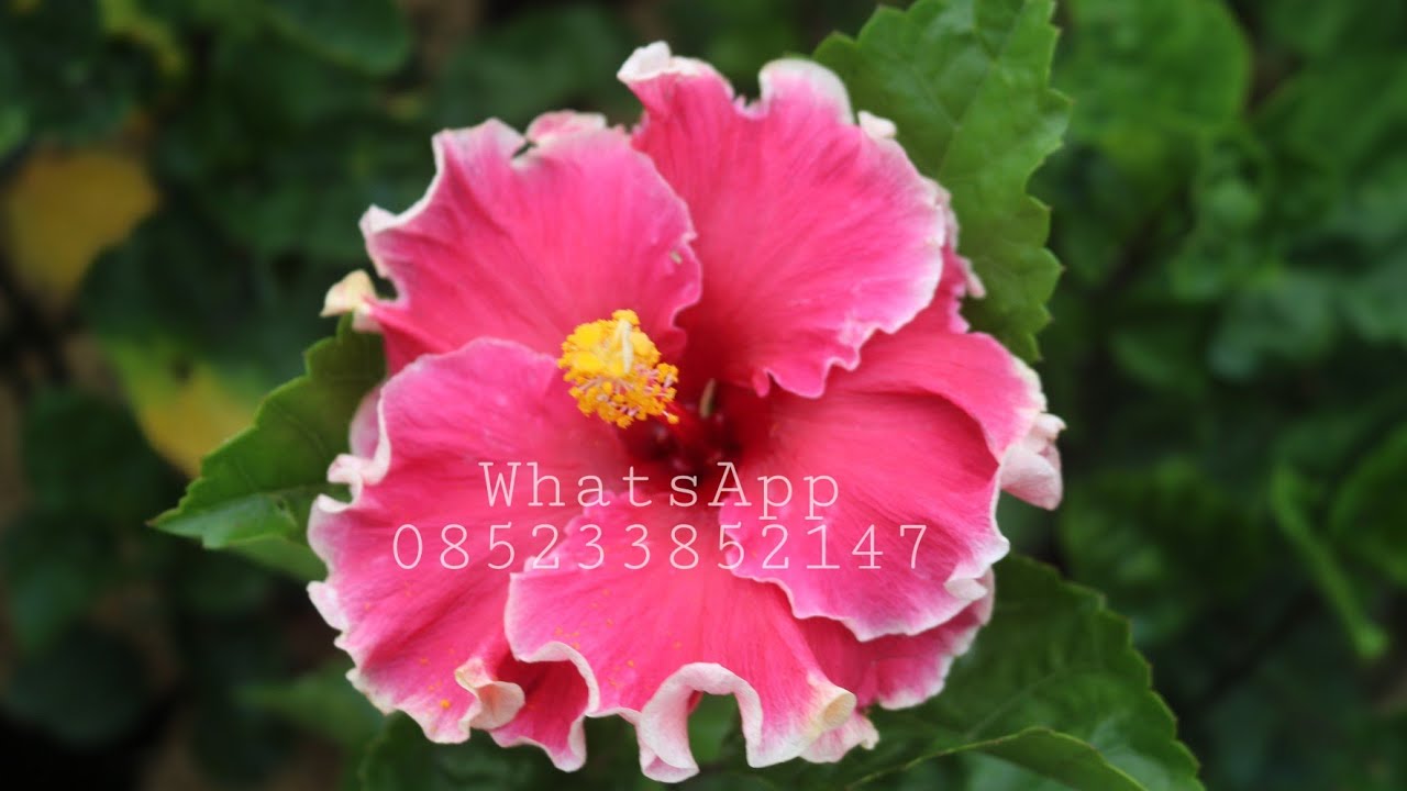 Jual tanaman bunga Sepatu langka 085233852147 Rare Hibiscus aneka warna terbaru