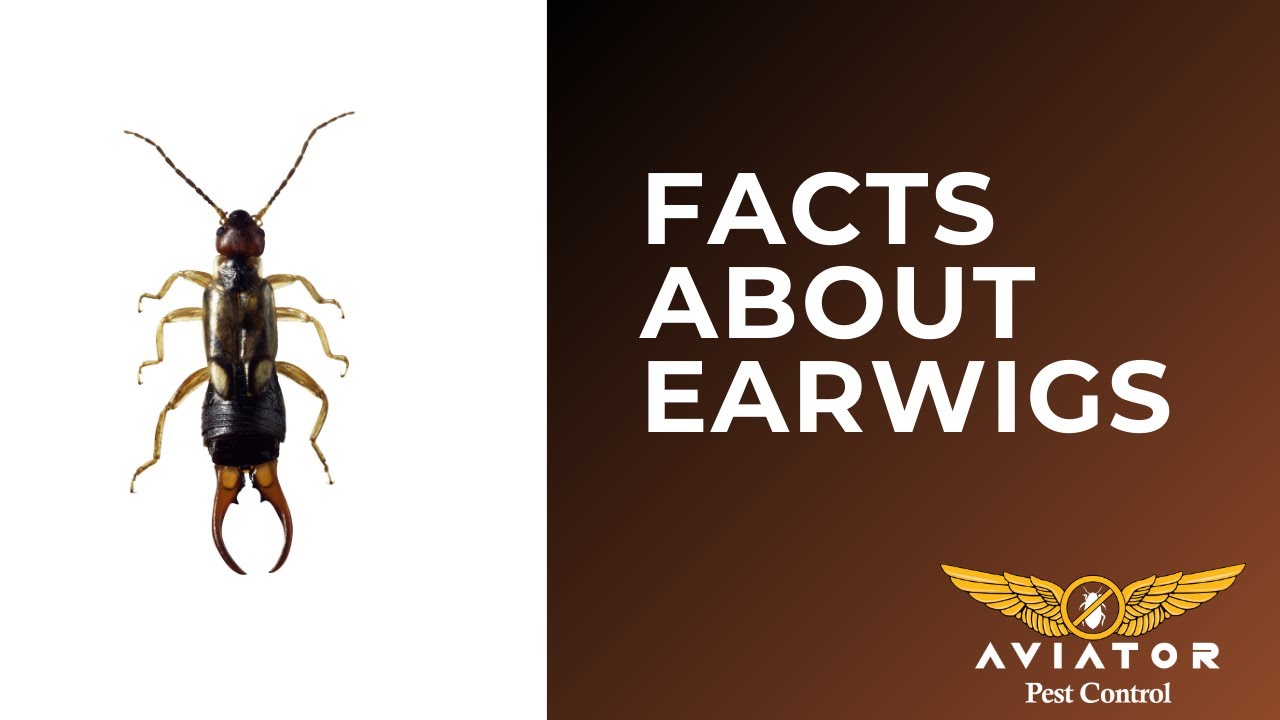 3 Quick Facts About Earwigs