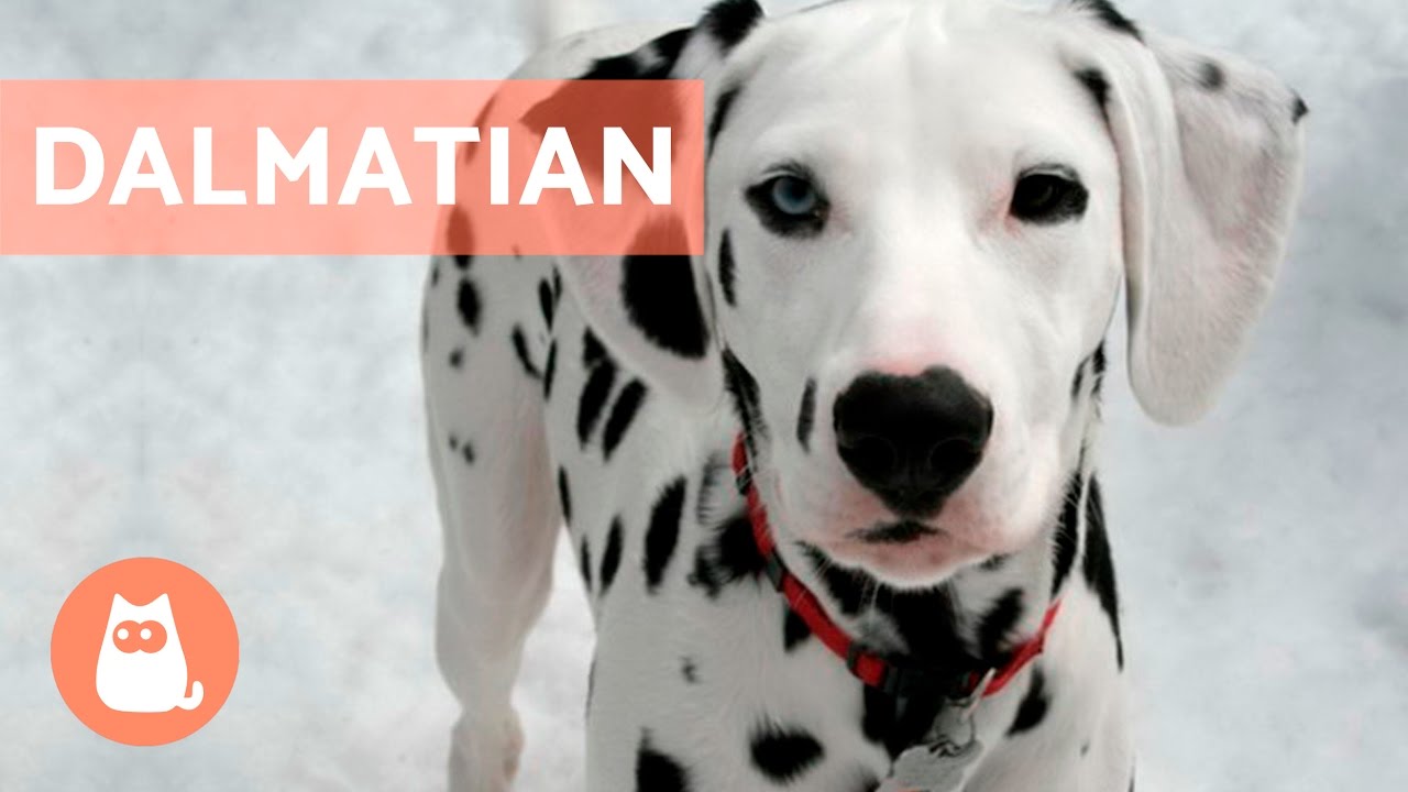 All About the DALMATIAN - Traits and Training!