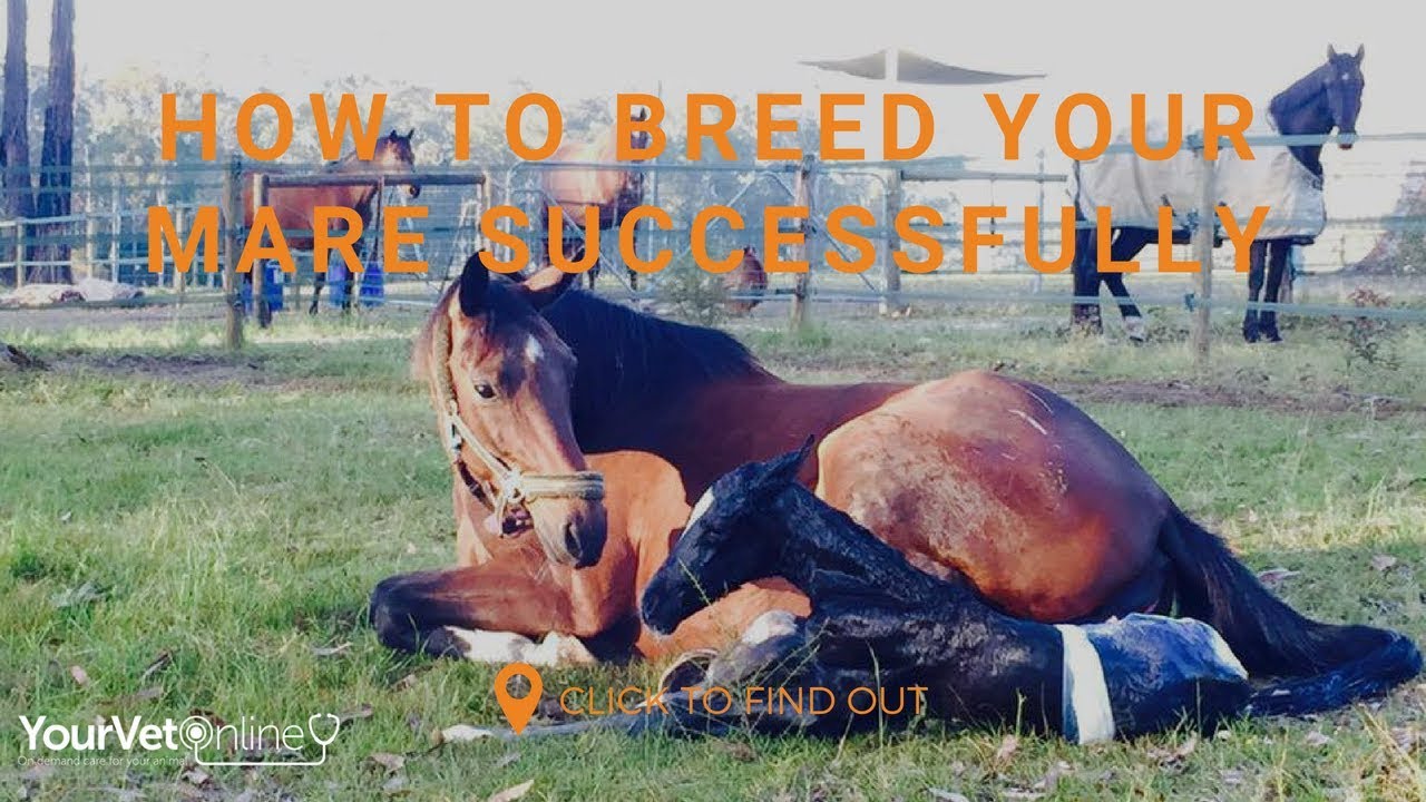 Equine Reproduction Tutorial