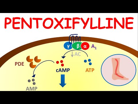 Pentoxifylline Tablet at Best Price in India