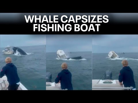 Whale capsizes boat off coast of New Hampshire
