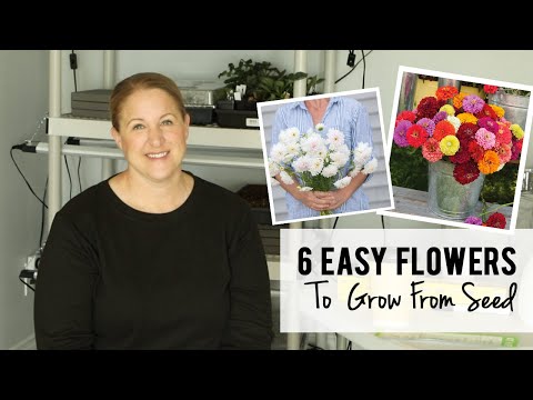 6 Easy Flowers To Start From Seed, Direct Sowing Annual Flowers - Sunshine and Flora Flower Farm