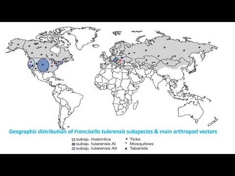 D Tularemia