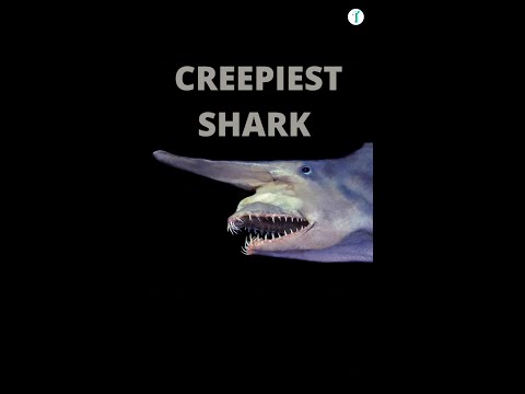 Goblin Shark