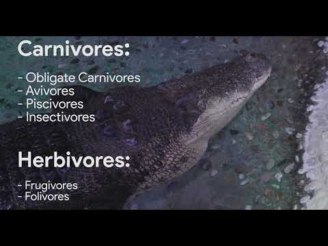 What Do Animals Eat?