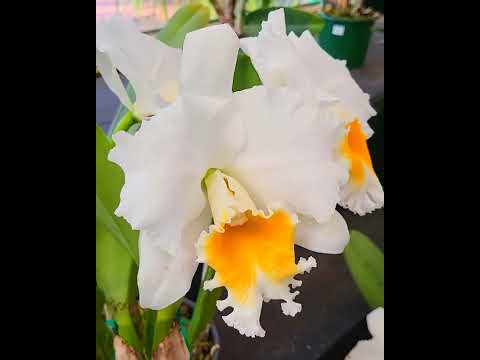 Stunning White Orchid Bloom