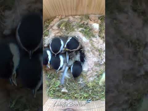 Clip from '55 Days in Nest' video https://youtu.be/CgO_zDGgTjA