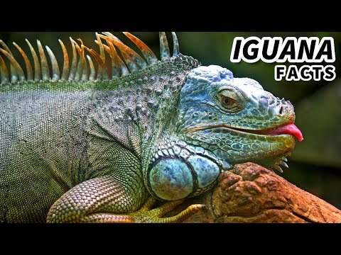 Green Iguana Facts: aka the ORANGE IGUANA | Animal Fact Files