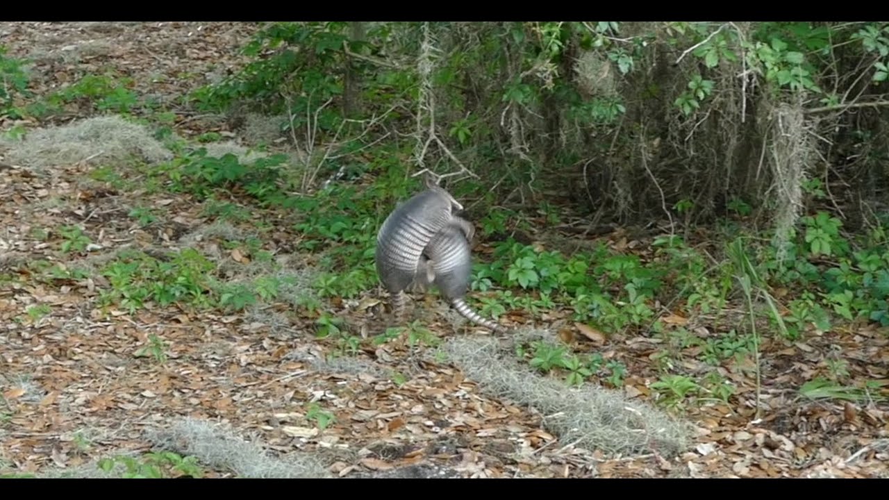 Adorable Armadillos Fight Like Ninjas Over Female