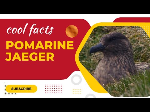 pomarine jaeger facts