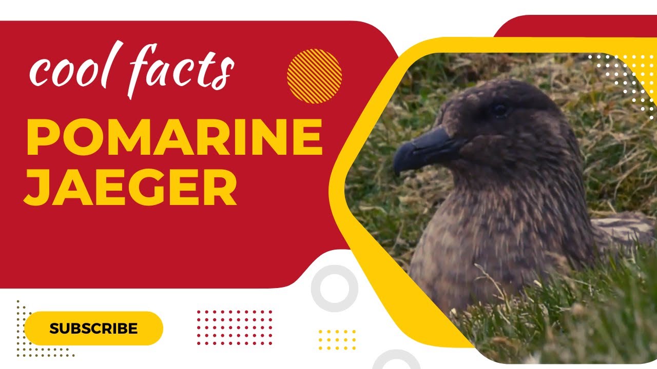 pomarine jaeger facts