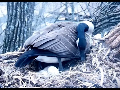 Third eggie for Mom Goose at Decorah! Explore.org 25 March 2023