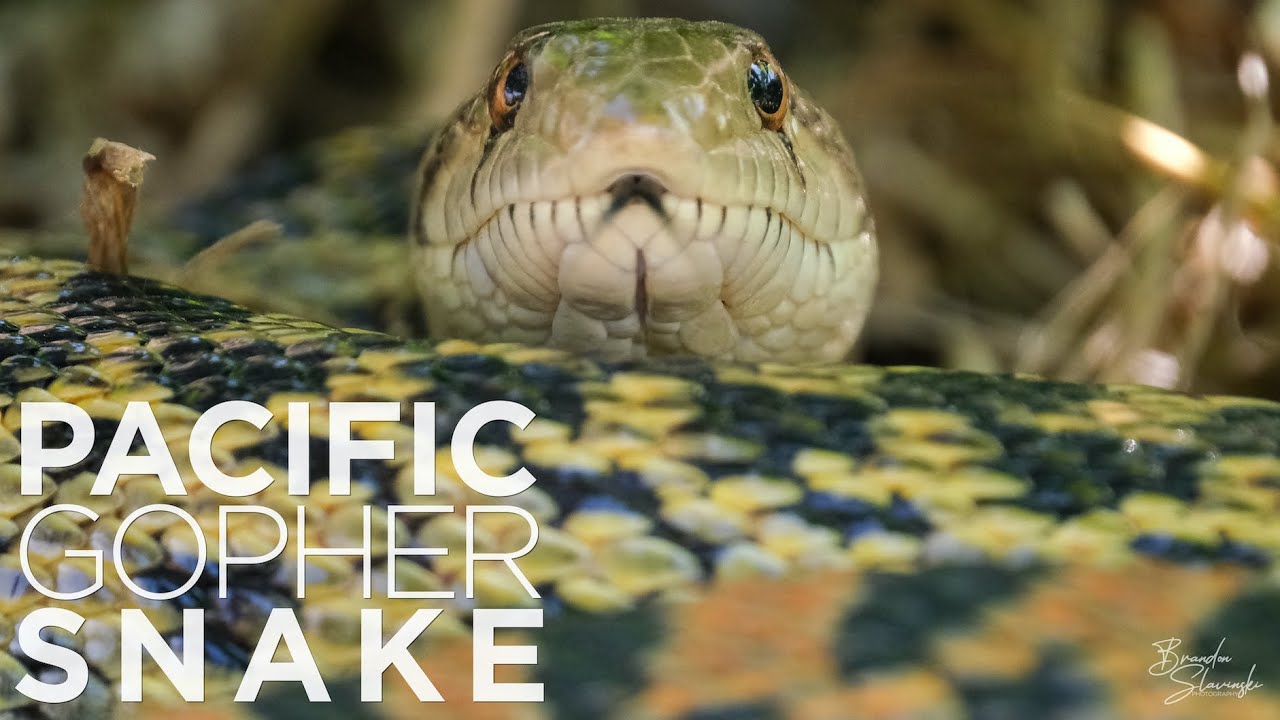 Wildlife Feature | Pacific Gopher Snake