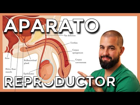 Aparato Reproductor Masculino