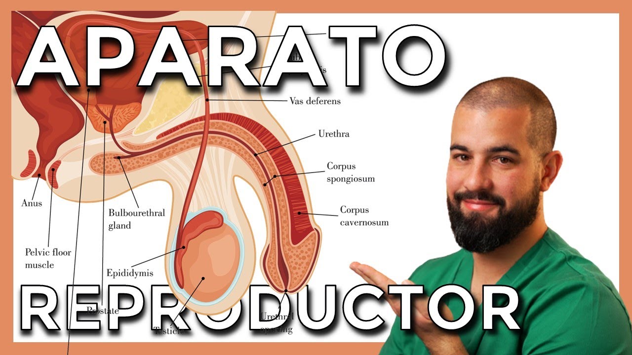 SISTEMA REPRODUCTOR MASCULINO. Anatomía y función