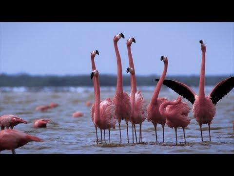These Dancing Flamingos Know How to Draw Attention (4K)