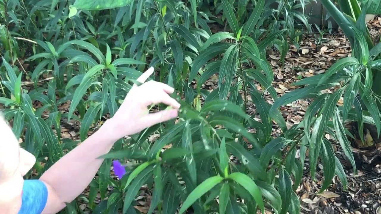 Mites on our Mexican Petunia