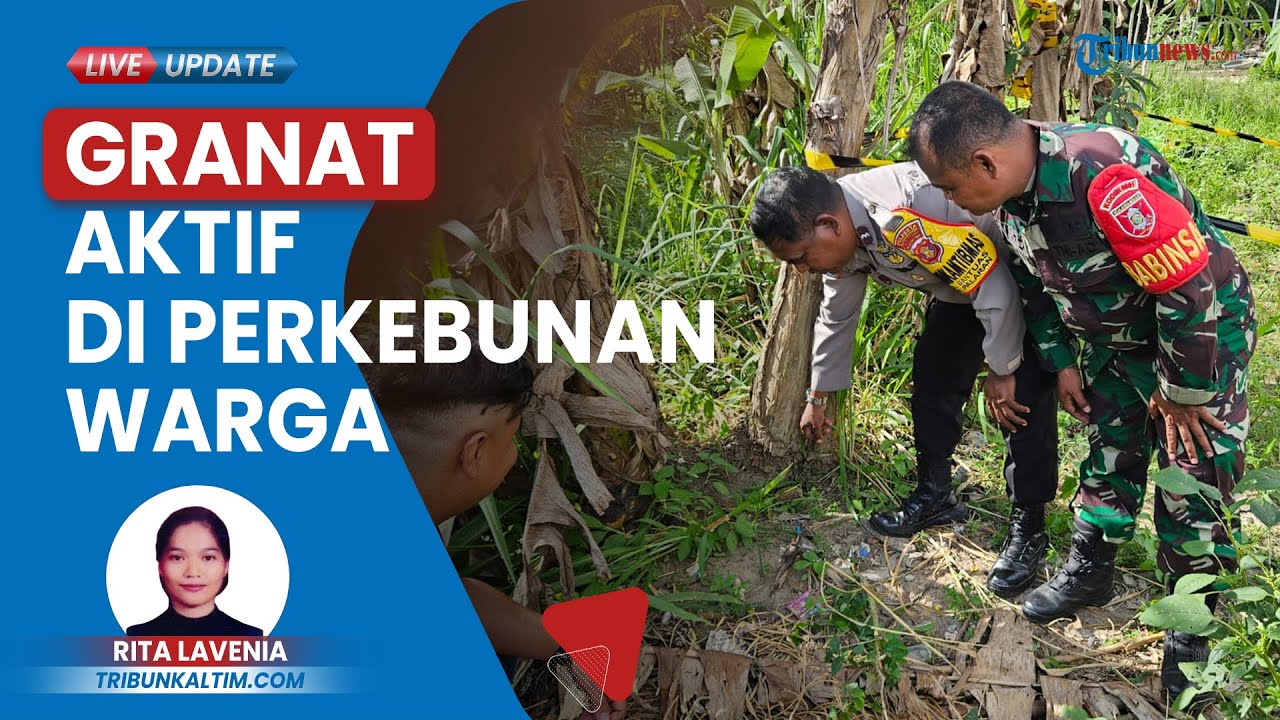 Warga Palaran Samarinda Temukan Granat Nanas Aktif di Kebun, Diduga Peninggalan Penjajahan ...