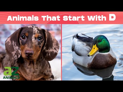 Listed: Animals That Start With The Letter D!